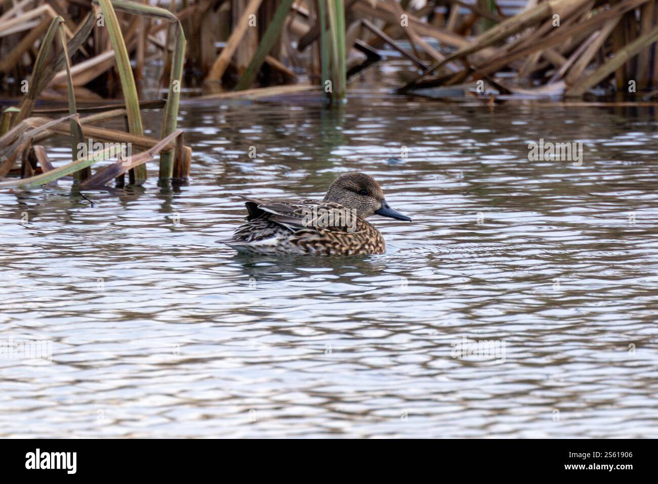 Female Eurasian Teal, a dabbling duck feeding on seeds and aquatic ...