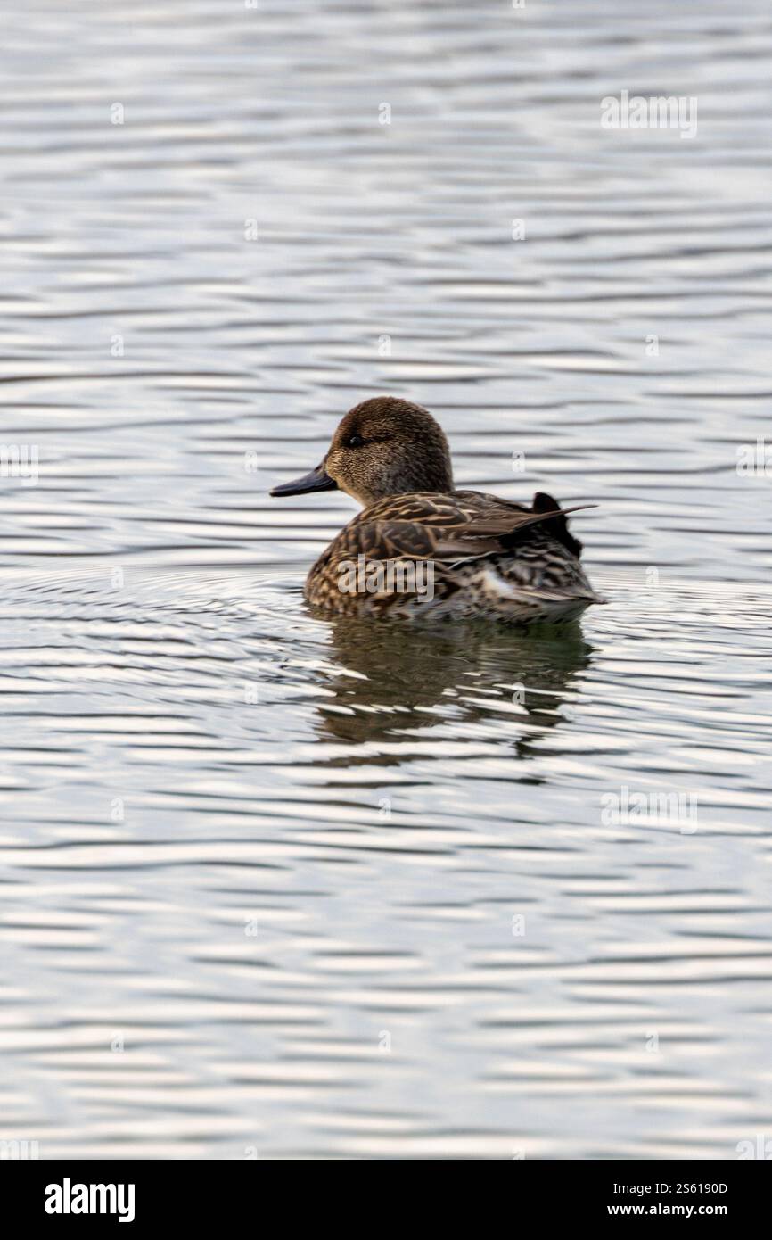 Female Eurasian Teal, a dabbling duck feeding on seeds and aquatic ...
