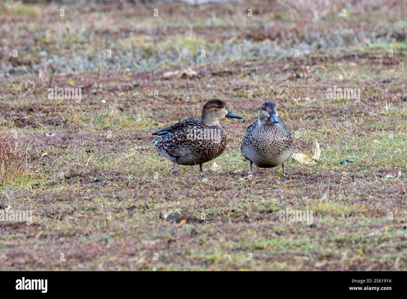 Female Eurasian Teal, a dabbling duck feeding on seeds and aquatic ...