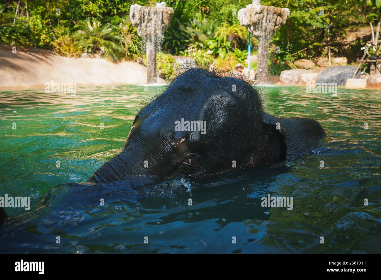 Elephant Swimming in a Green Pool with Waterfalls in Thailand Stock ...