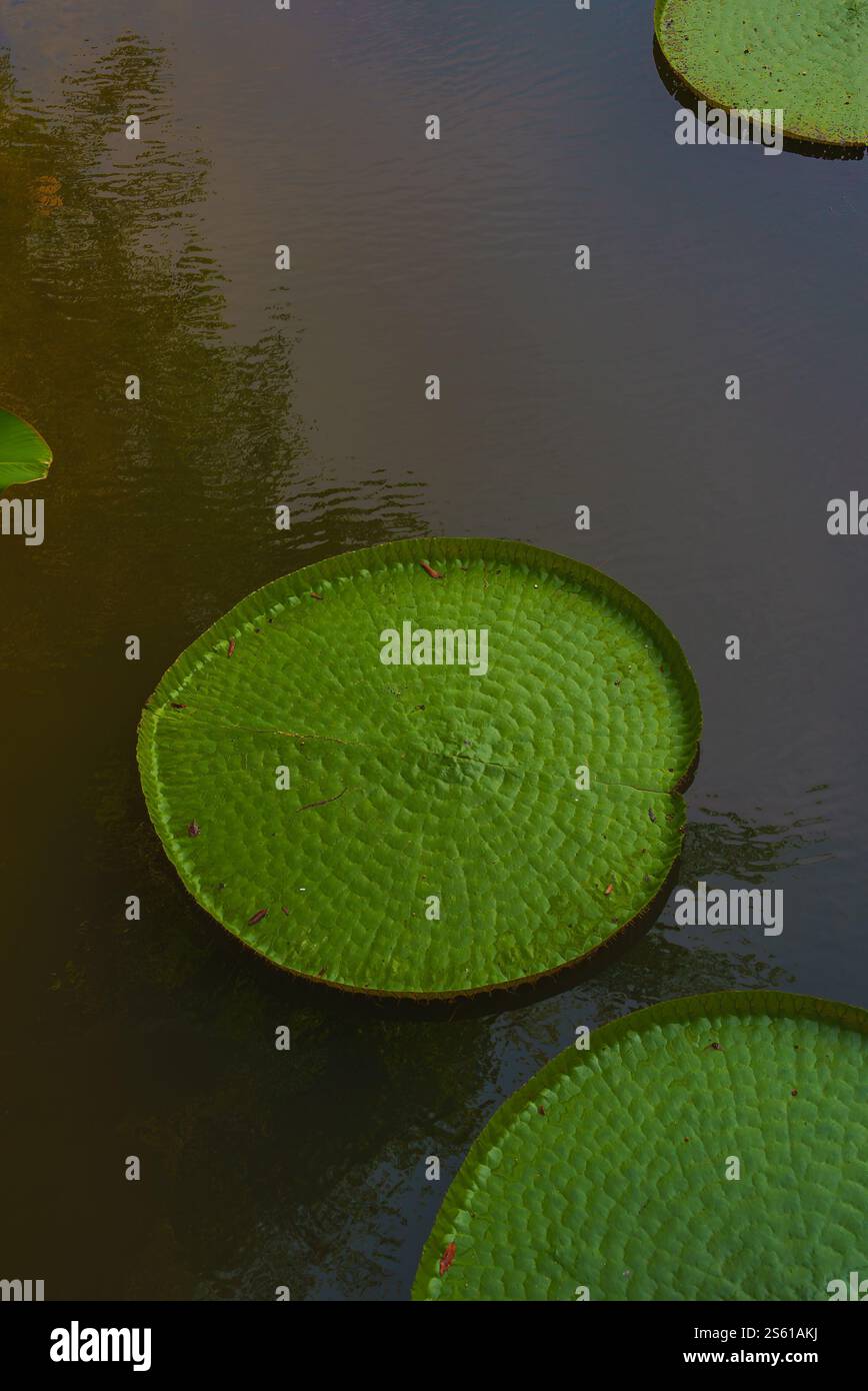 Circular Green Lily Pads Floating on Calm Water in a Serene Pond Stock Photo - Alamy