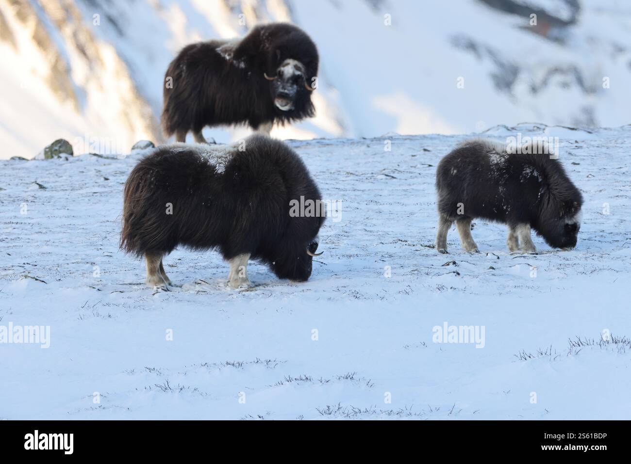 Wild Musk Ox in winter, mountains in Norway, Dovrefjell national park ...