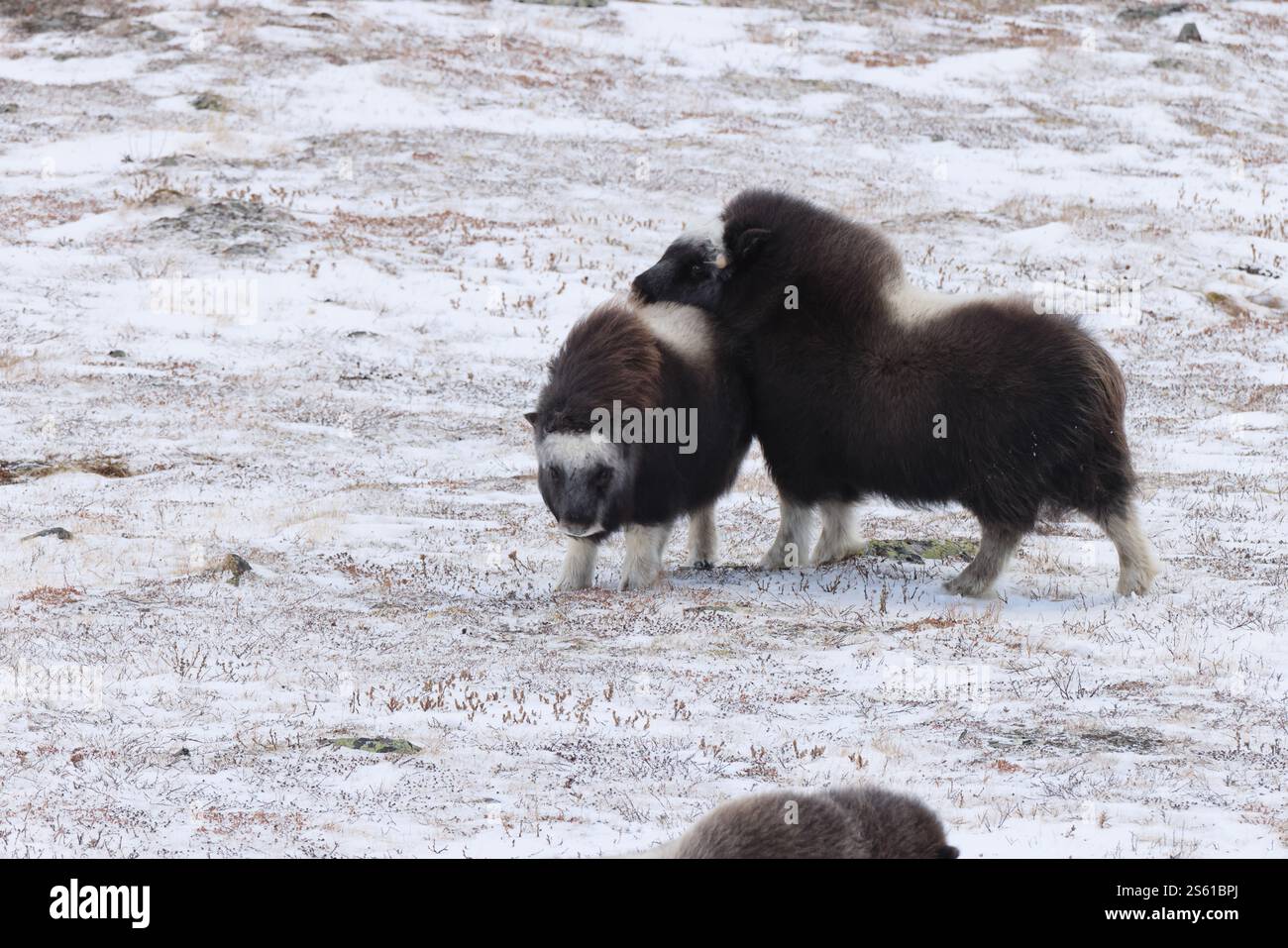 Wild Musk Ox in winter, mountains in Norway, Dovrefjell national park ...