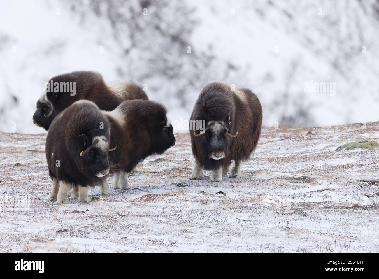 Wild Musk Ox in winter, mountains in Norway, Dovrefjell national park ...