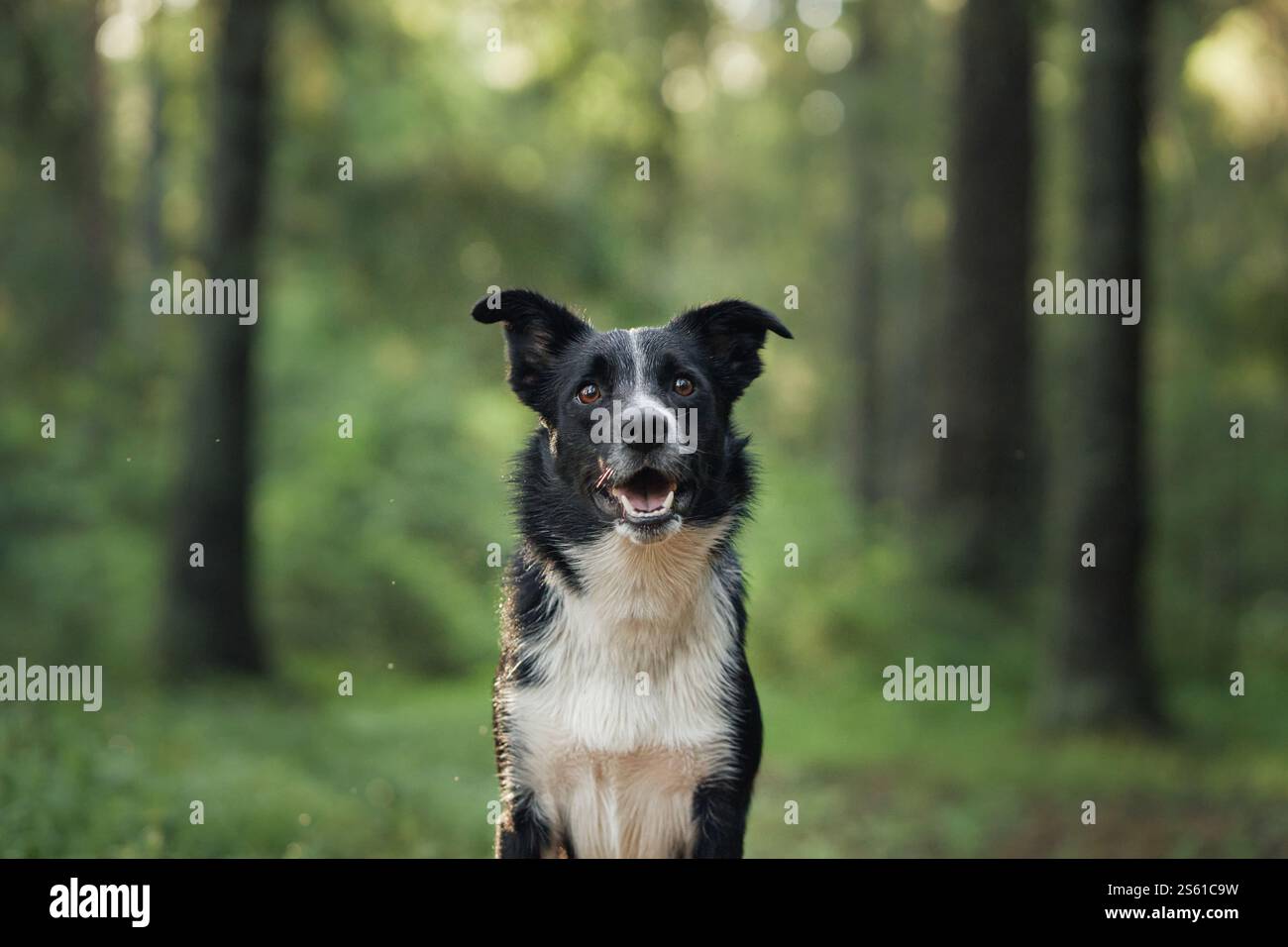 A Border Collie poses confidently in dense greenery in a tranquil ...