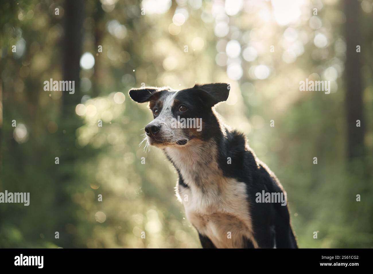 A side profile of a Border Collie standing confidently in a forest ...