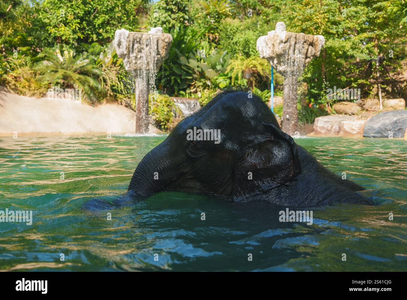 Elephant in a Green Pool with Waterfalls and Tropical Vegetation Stock ...