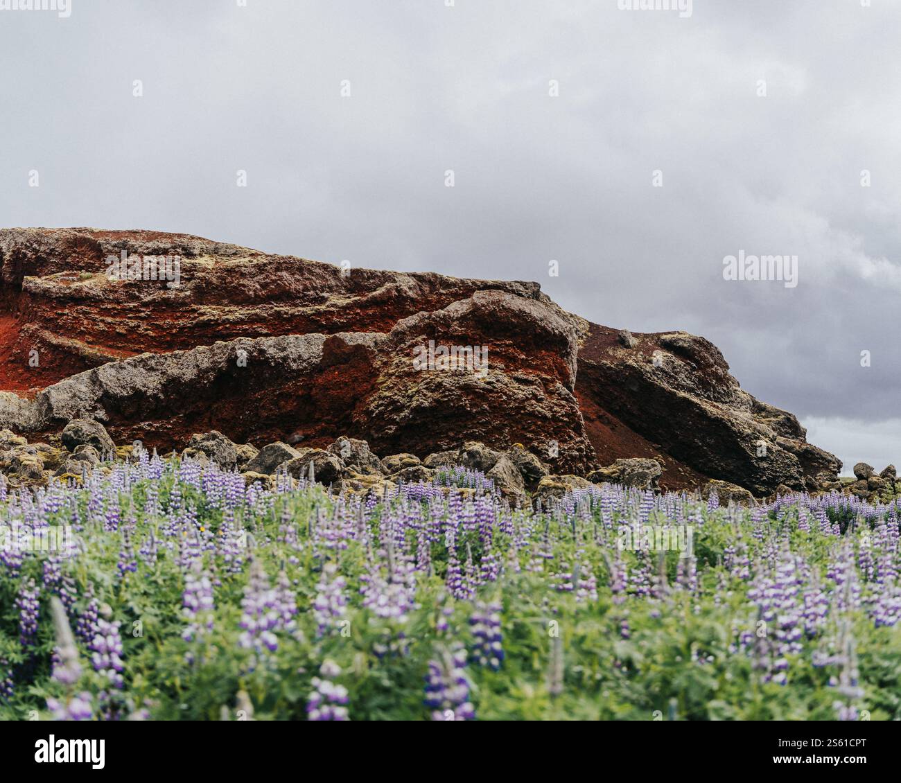 Red volcanic rock and blooming lupines in Heiðmörk nature reserve ...