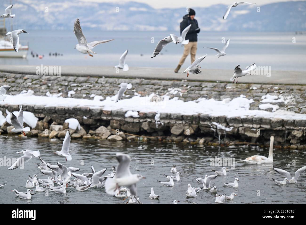 Ohrid, North Macedonia. 15th Jan, 2025. Birds are seen at Lake Ohrid in ...