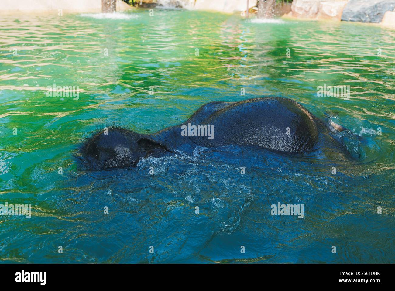 An elephant partially submerged in a green pool, with ripples and ...