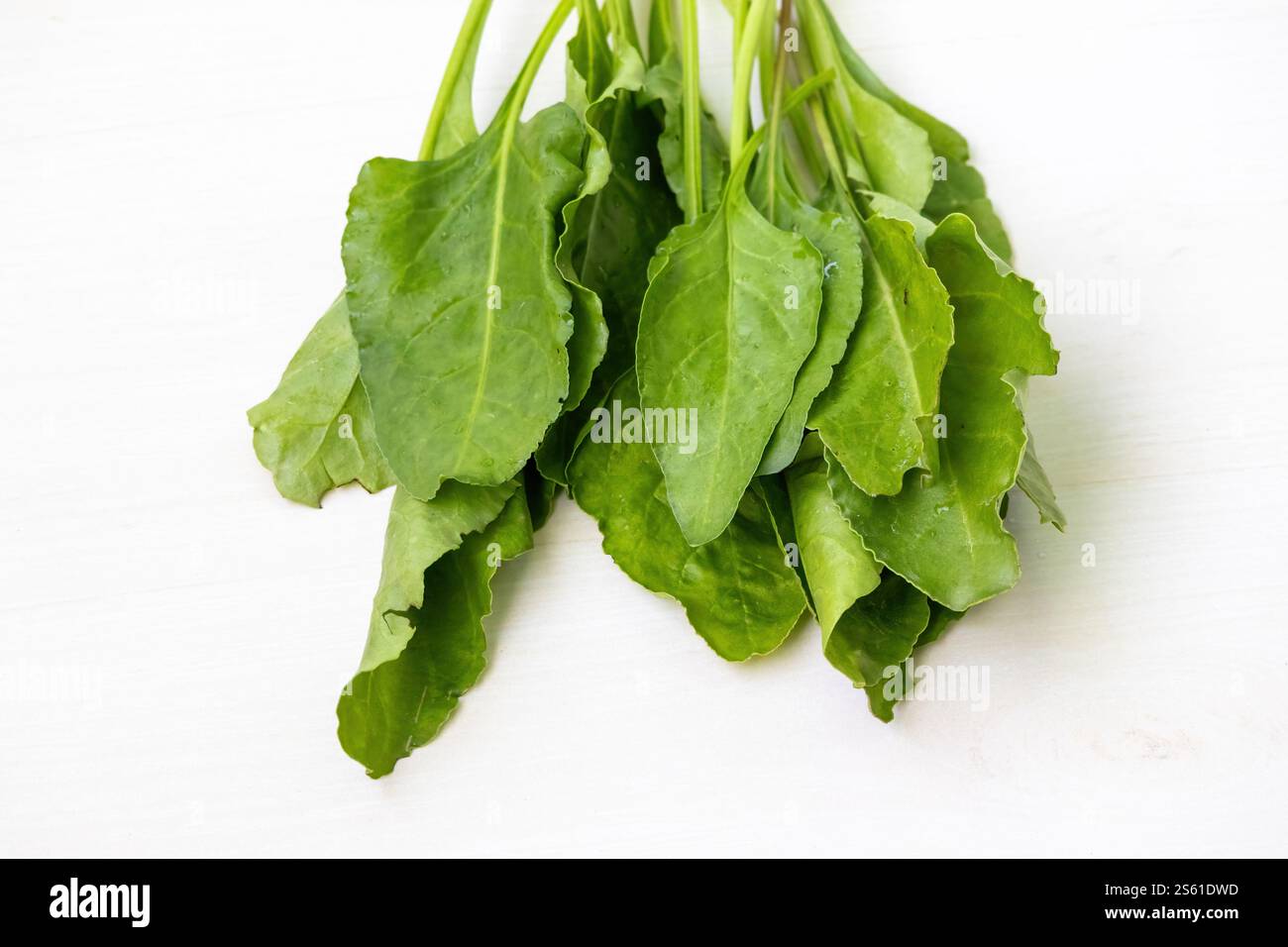Fresh spinach (Spinacia oleracea), also known as Palong Shak in ...