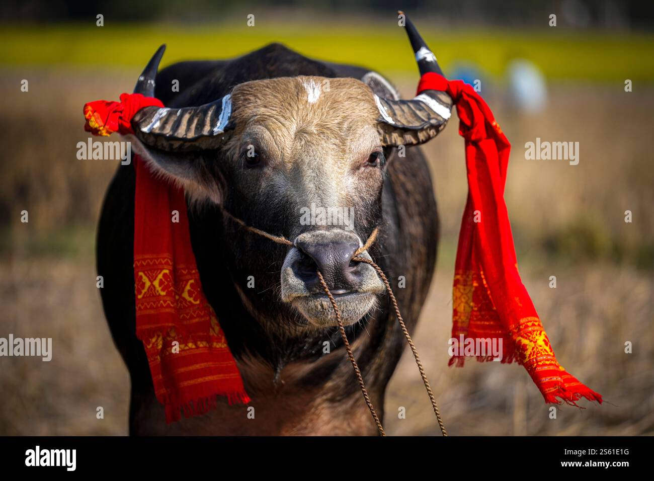 A decorated buffalo stands during a traditional buffalo fight held as ...