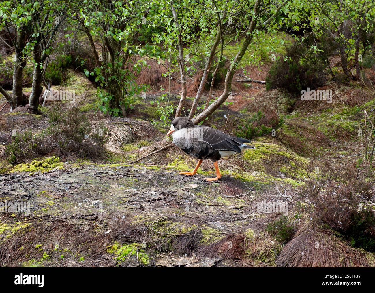 Wild goose Anser anser Irish wildlife in Ireland Stock Photo - Alamy