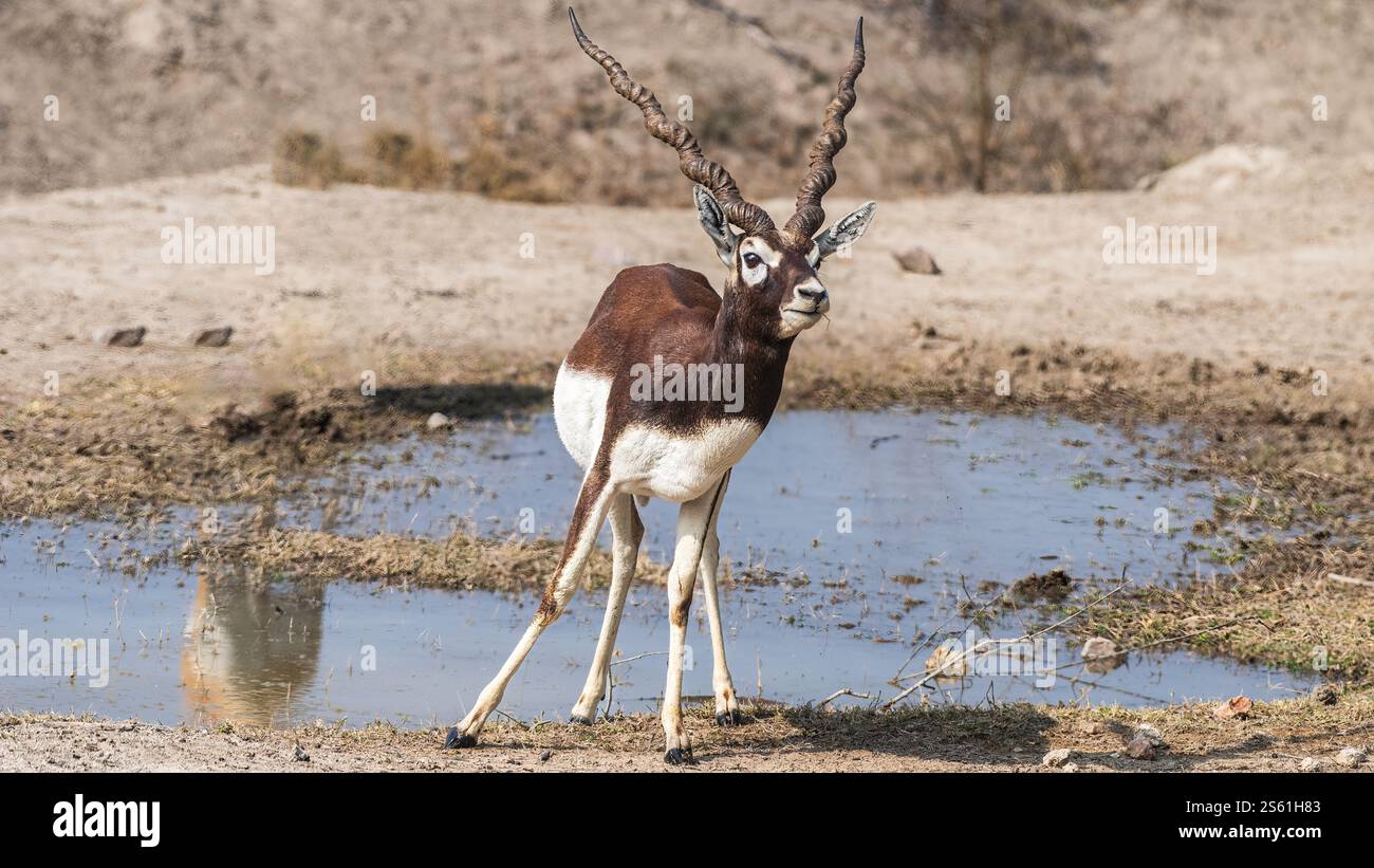 Tal Chappar Wildlife Sanctuary in Rajasthan is a haven for blackbucks ...