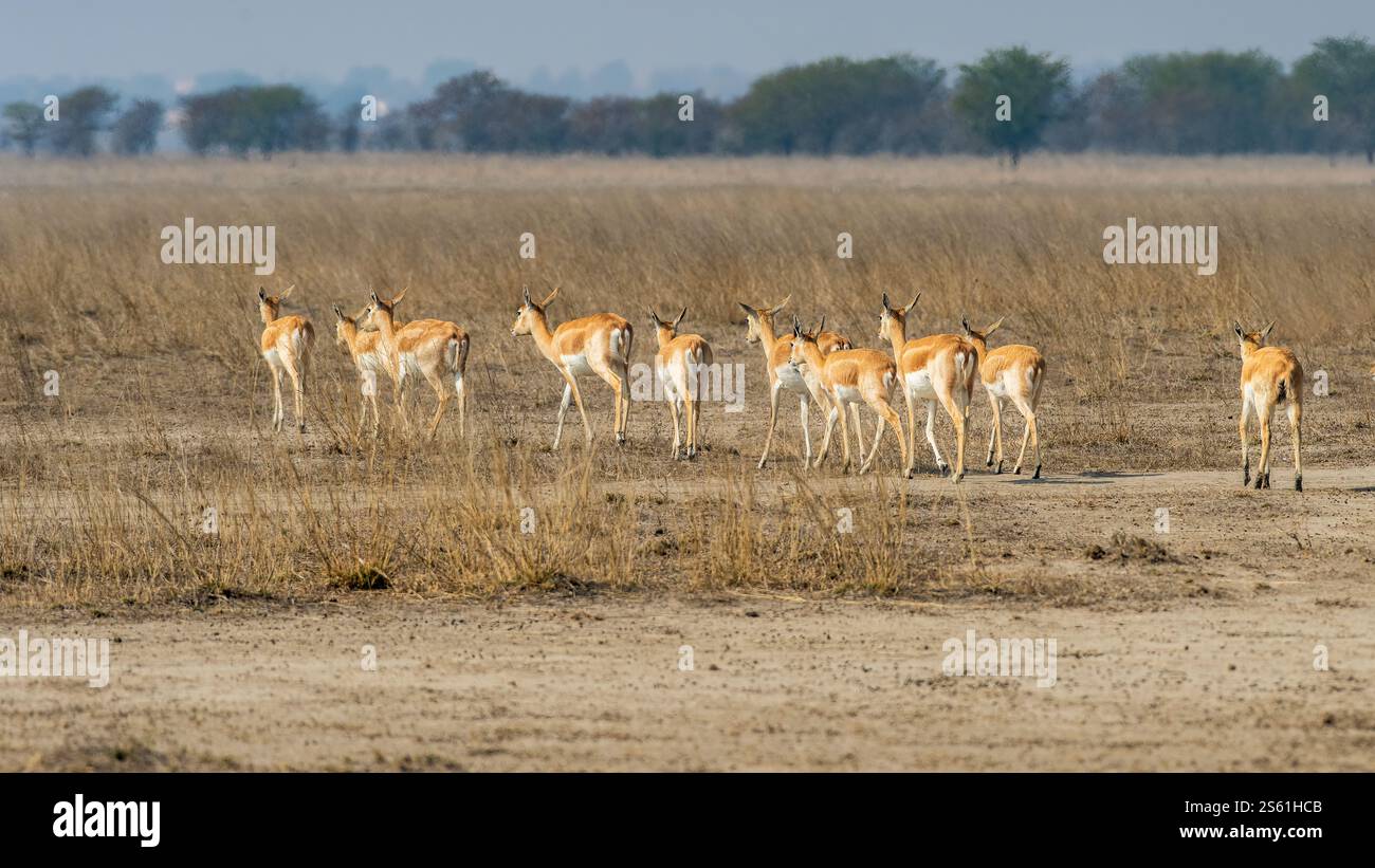 Tal Chappar Wildlife Sanctuary in Rajasthan is a haven for blackbucks ...