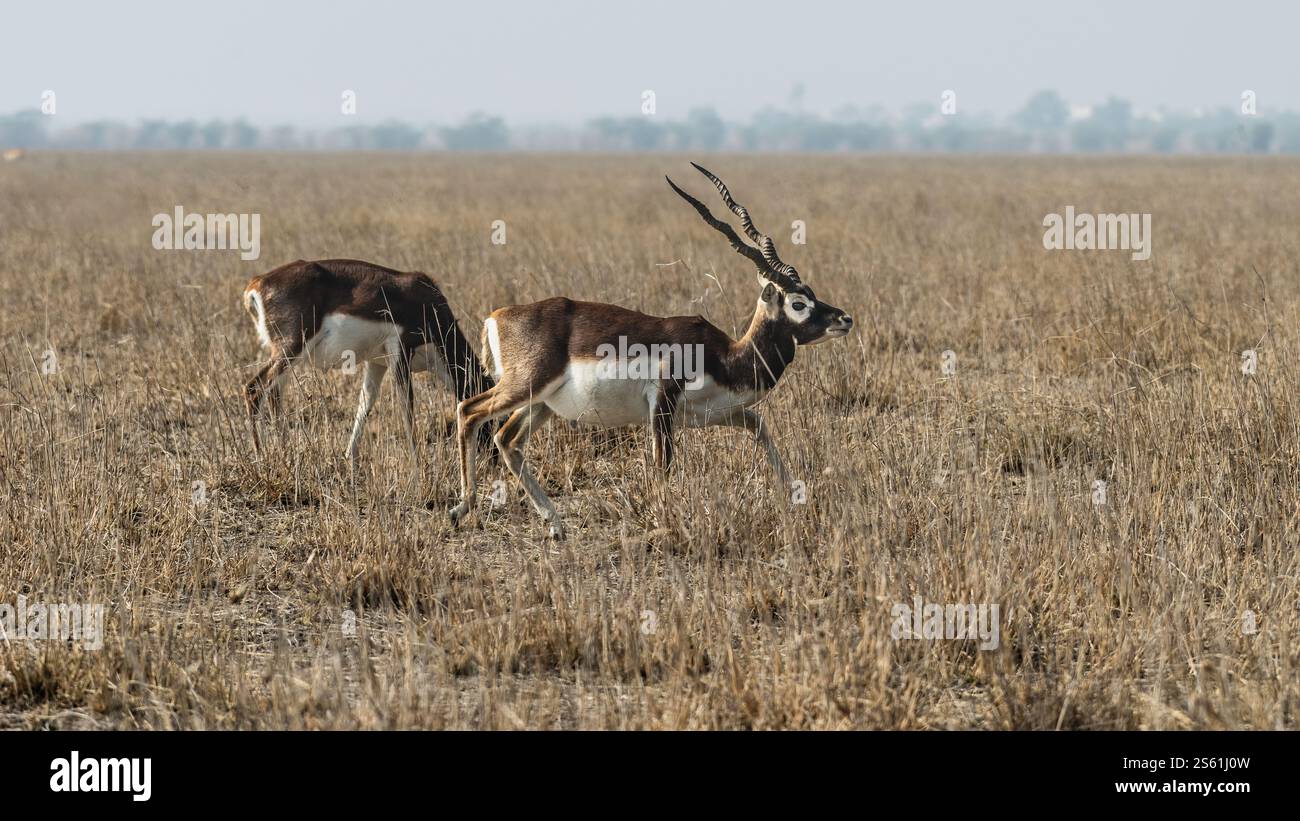 Tal Chappar Wildlife Sanctuary in Rajasthan is a haven for blackbucks ...