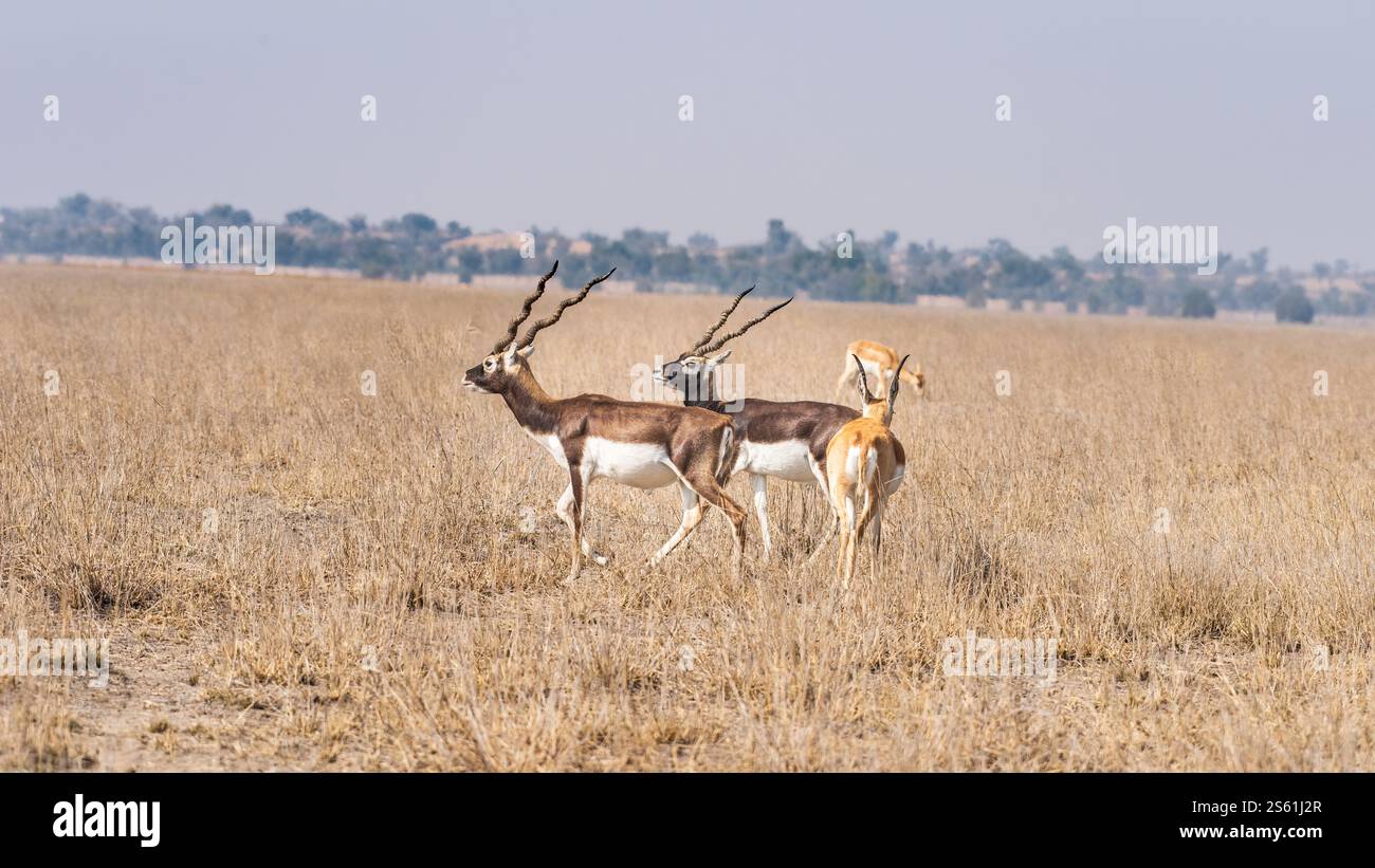 Tal Chappar Wildlife Sanctuary in Rajasthan is a haven for blackbucks ...