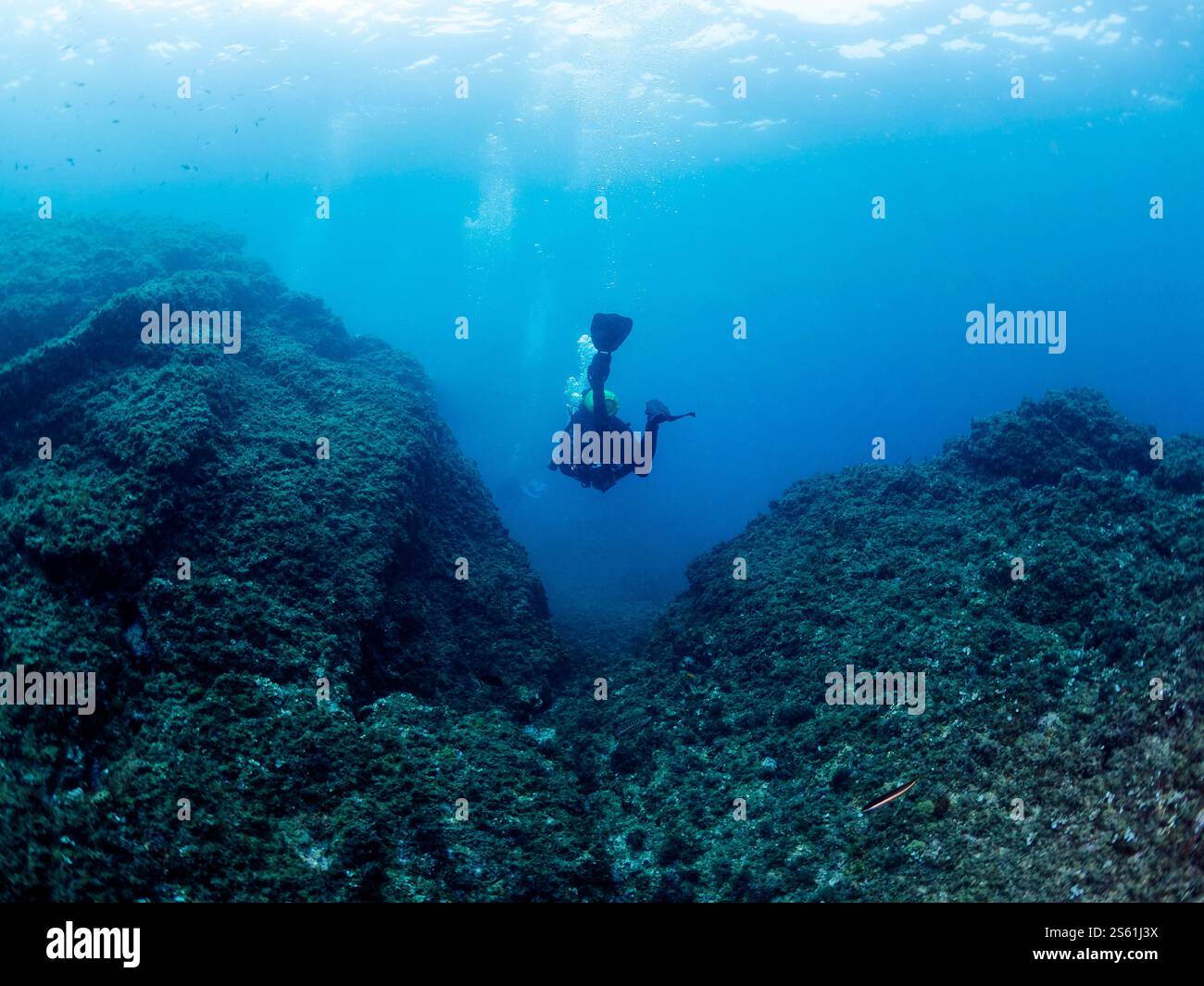 Sea life ocean blue water deep diving scuba tropical adventure hi-res ...