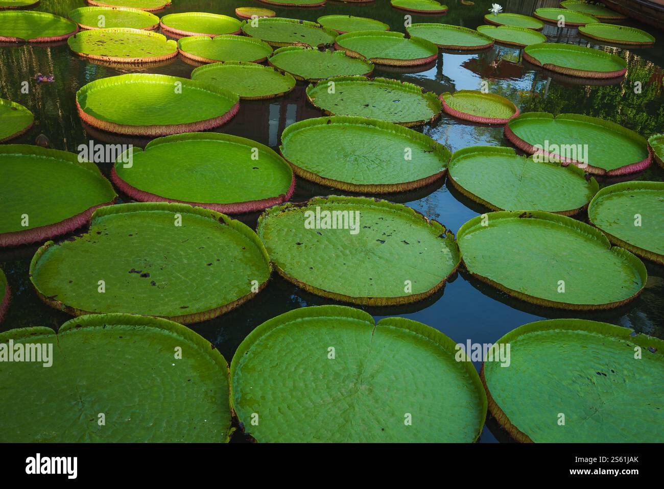 Large green Victoria water lily pads with pink tinged edges float on a reflective water surface ...