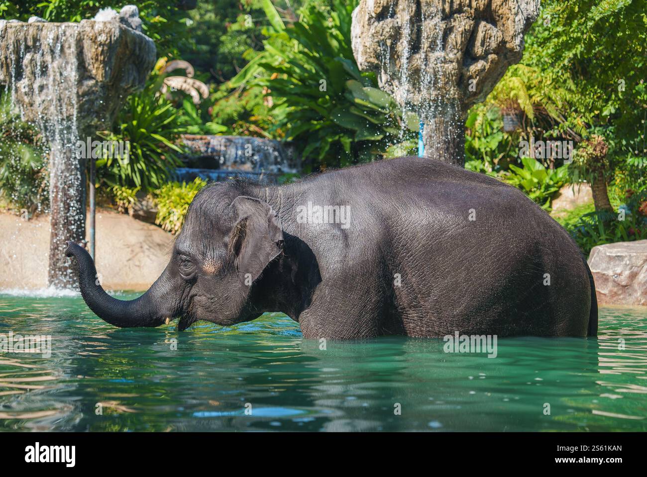 Young Elephant Bathing in Turquoise Pool with Waterfalls in Thailand ...