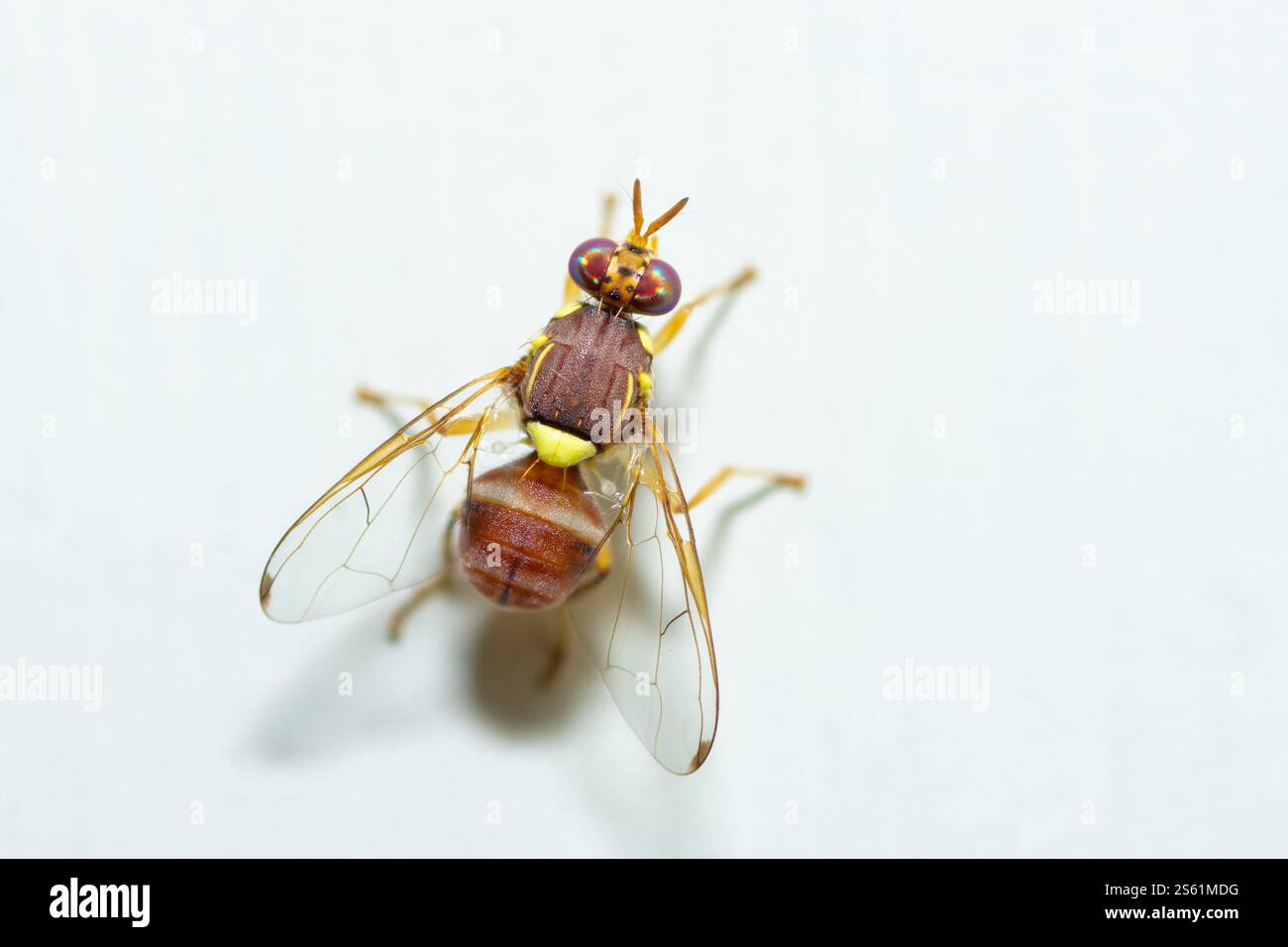 Peach Fruit Fly, Bactrocera Zonata Stock Photo - Alamy