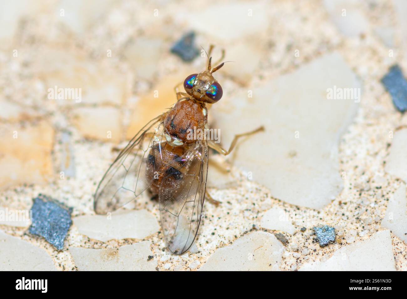 Olive fruit fly, Bactrocera Oleae Stock Photo - Alamy