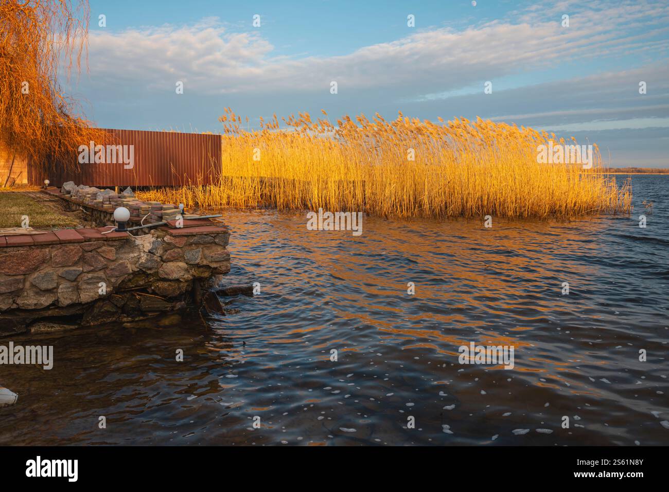 Golden Reed by the Lakeshore at Sunset Stock Photo - Alamy