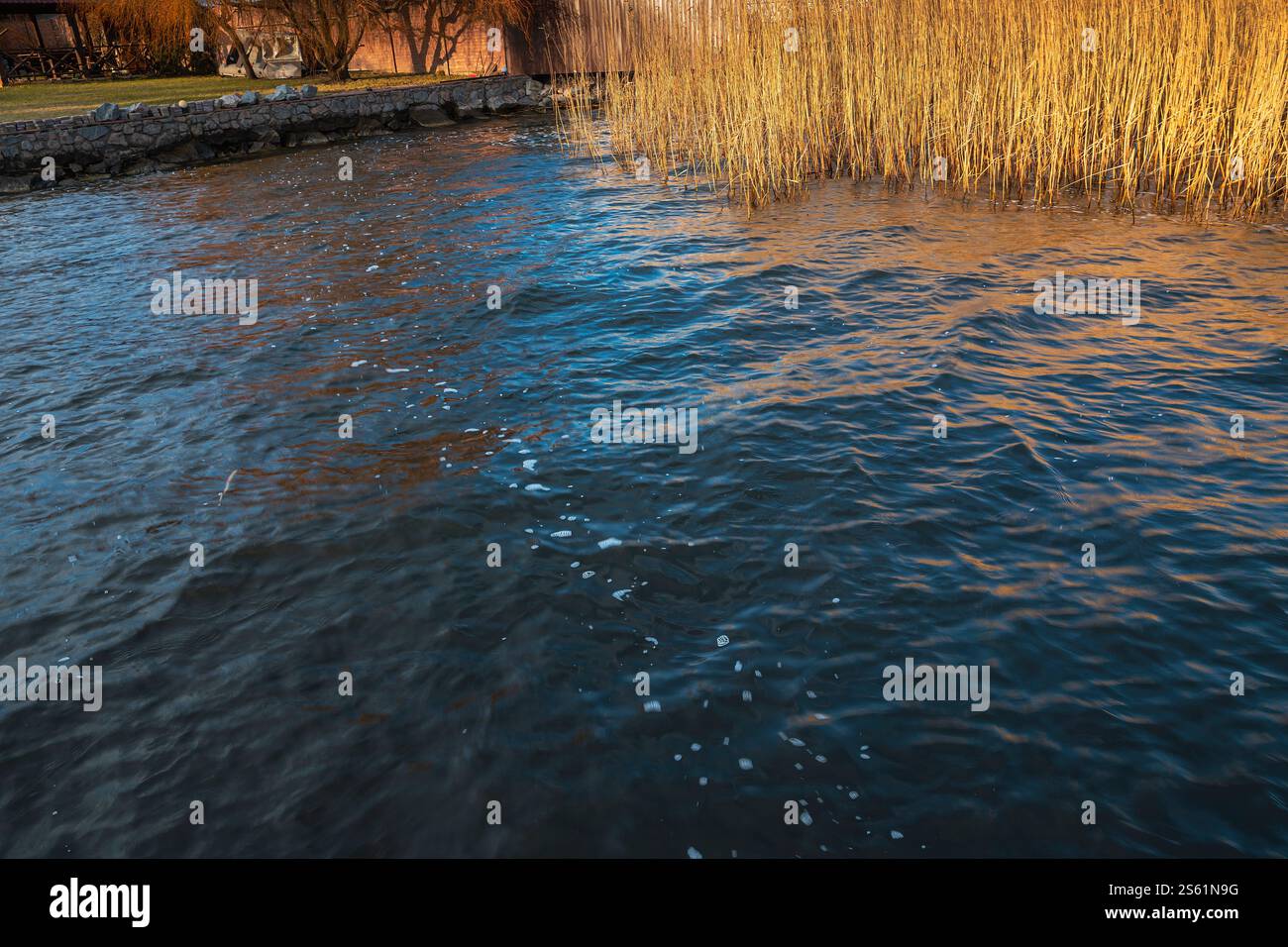 Golden Reed by the Lakeshore at Sunset Stock Photo - Alamy