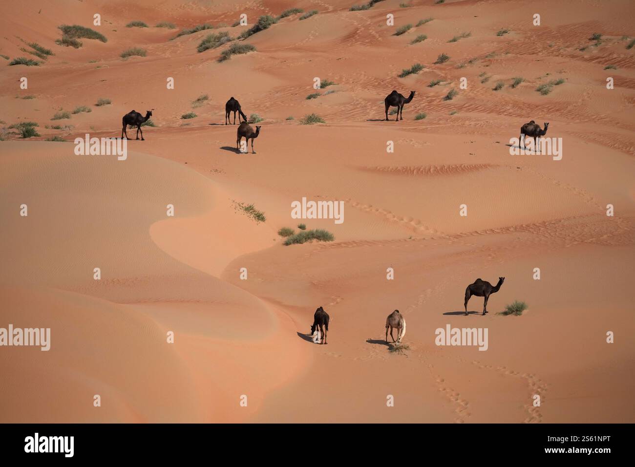 Camels are pictured during the tenth stage of the Dakar Rally between ...