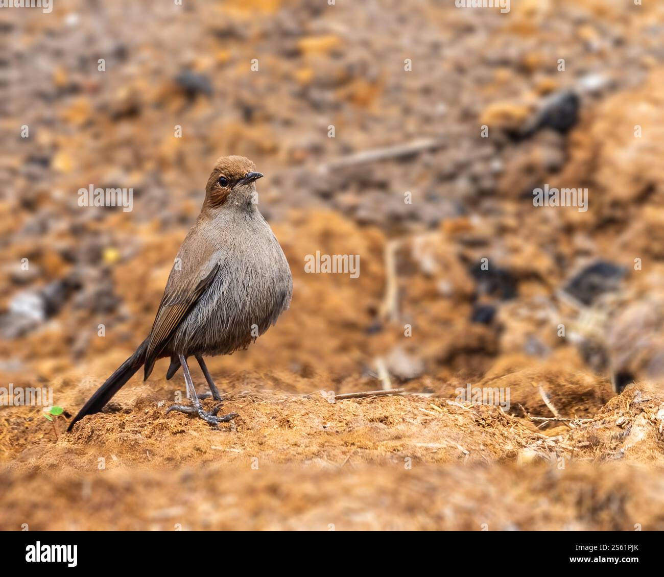 A Indian Robin posing for photo Stock Photo - Alamy
