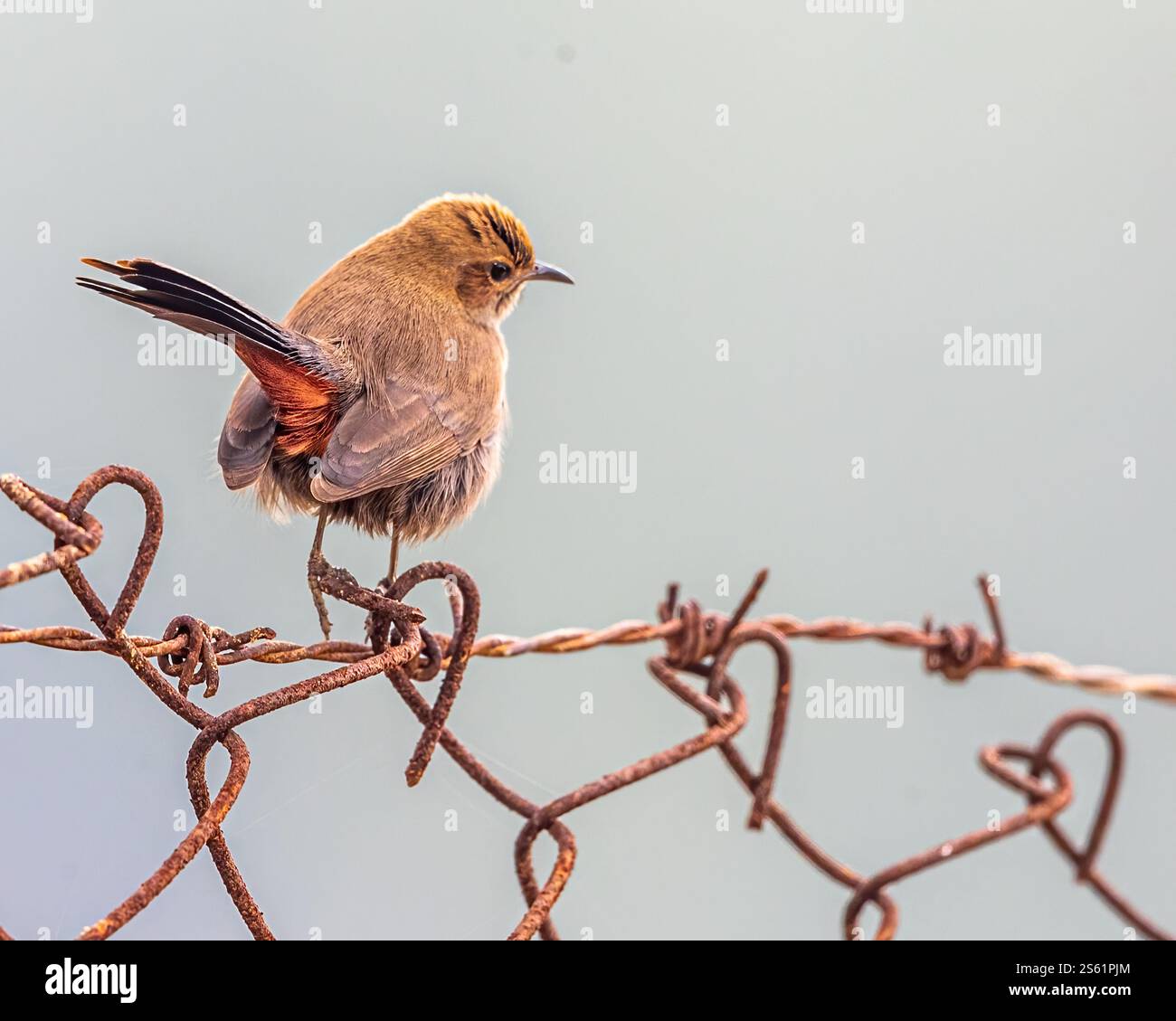 A Indian Robin looking down Stock Photo - Alamy