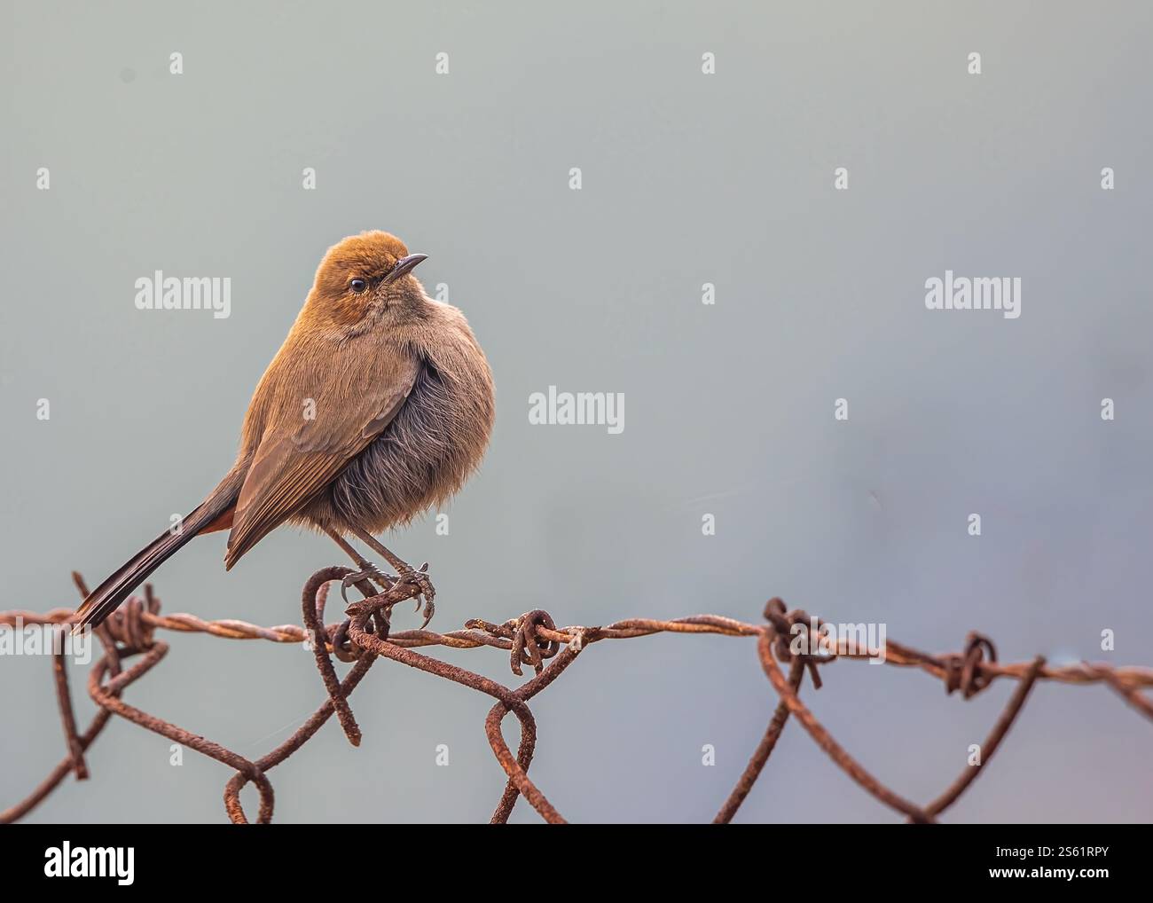 A Indian Robin looking towards Camera Stock Photo - Alamy