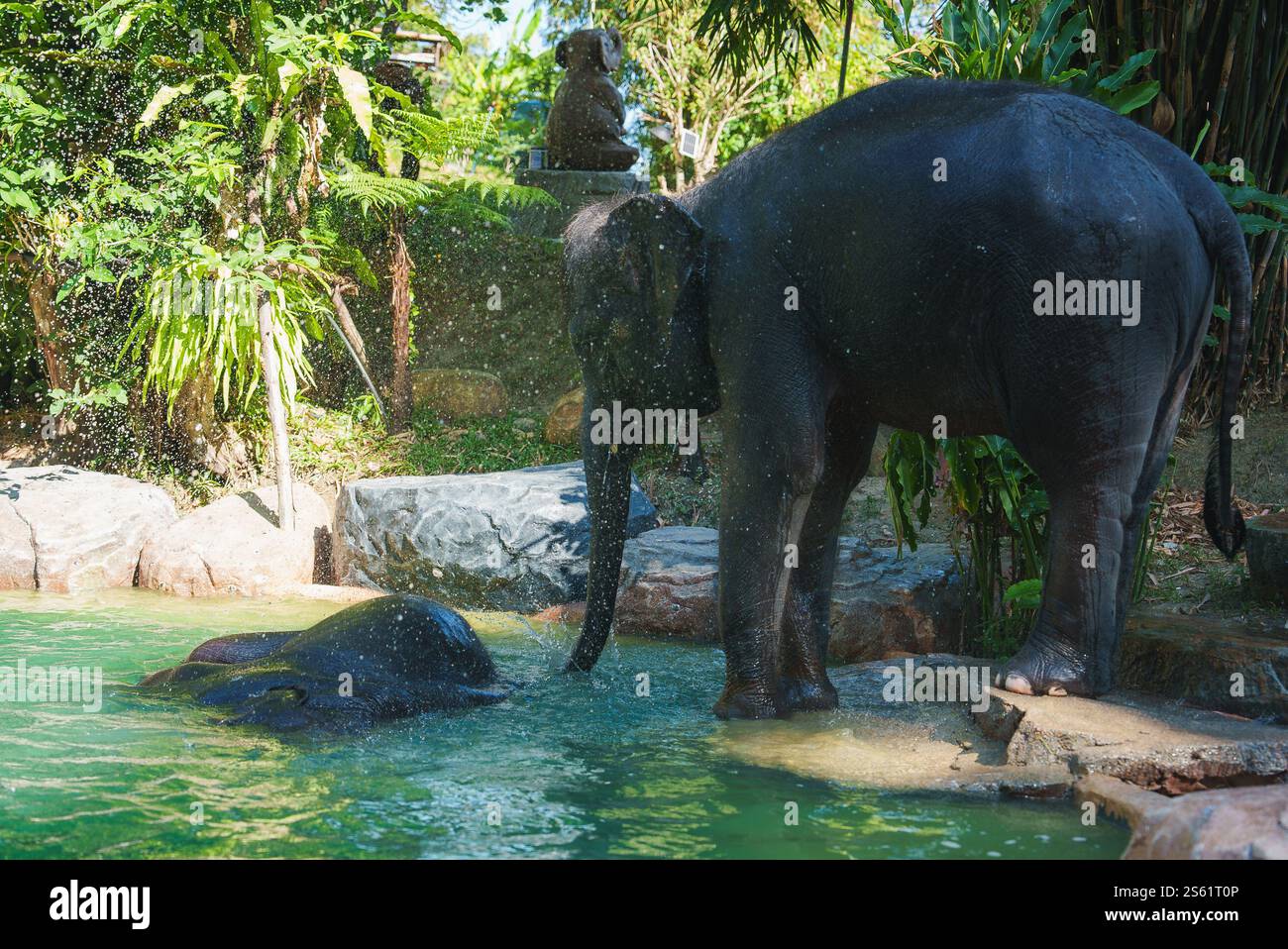 Elephant toe hi-res stock photography and images - Alamy