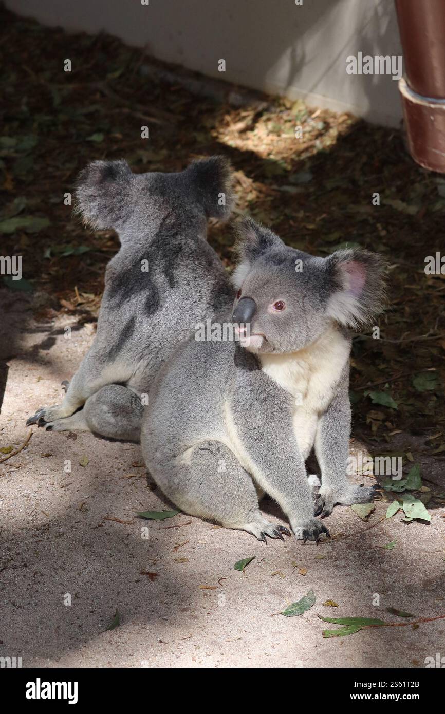Two koalas sitting on a ground in Lone Pine Koala Sanctuary, Brisbane ...