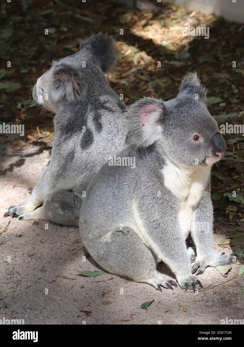 Two koalas sitting on a ground in Lone Pine Koala Sanctuary, Brisbane ...
