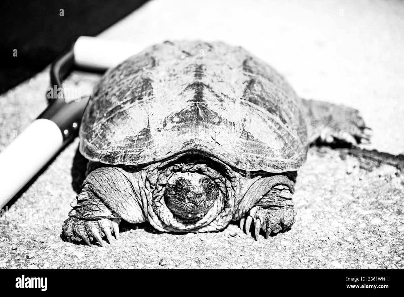 Selective focus on a large snapping turtle crossing a paved road in search of new territory ...