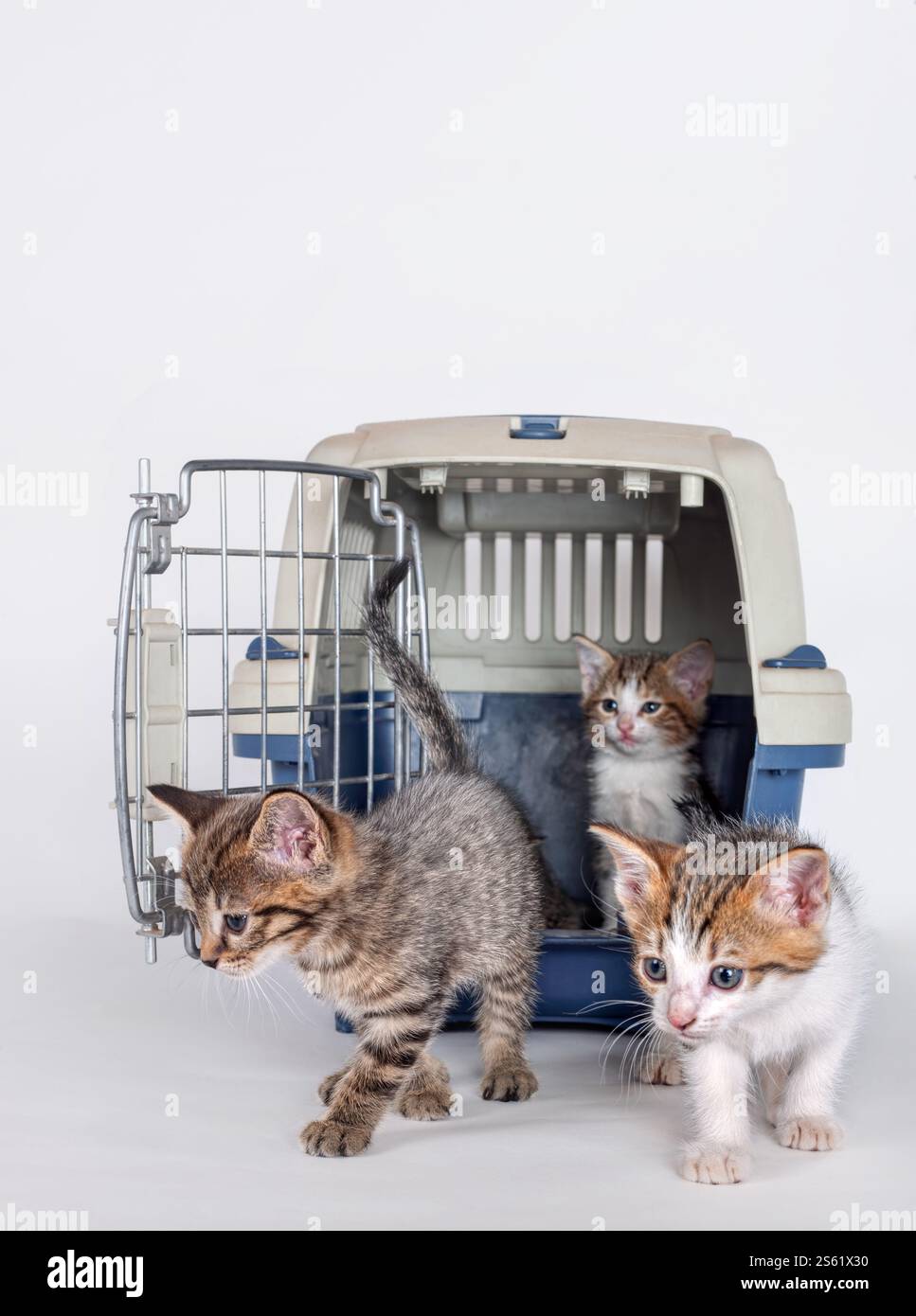 kittens getting out of portable transport cage for pets on white ...