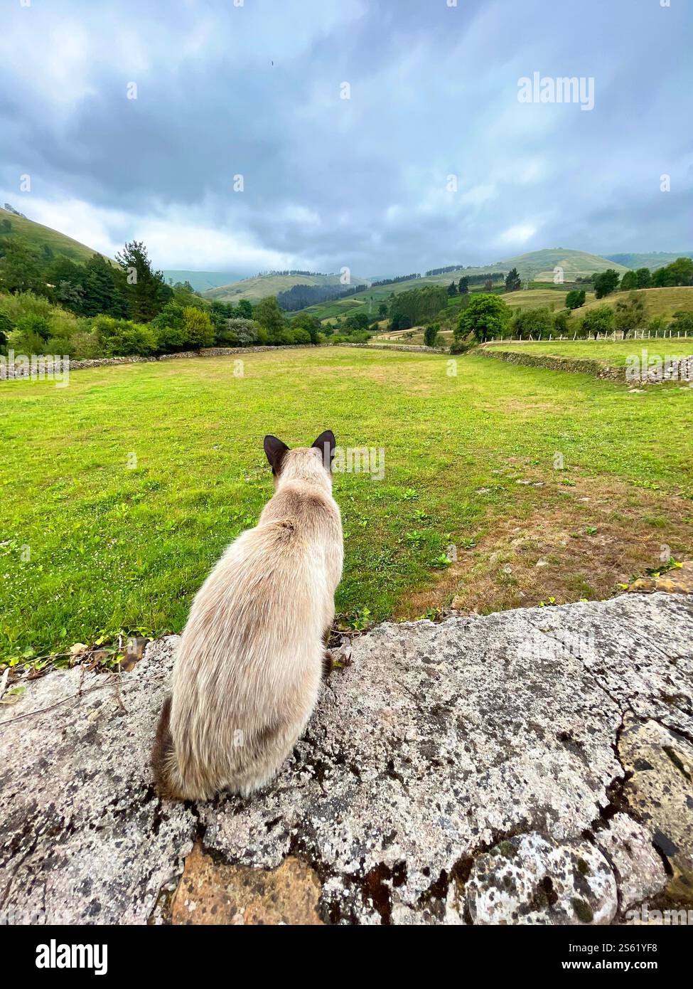 Siamese cat in the countryside Stock Photo - Alamy
