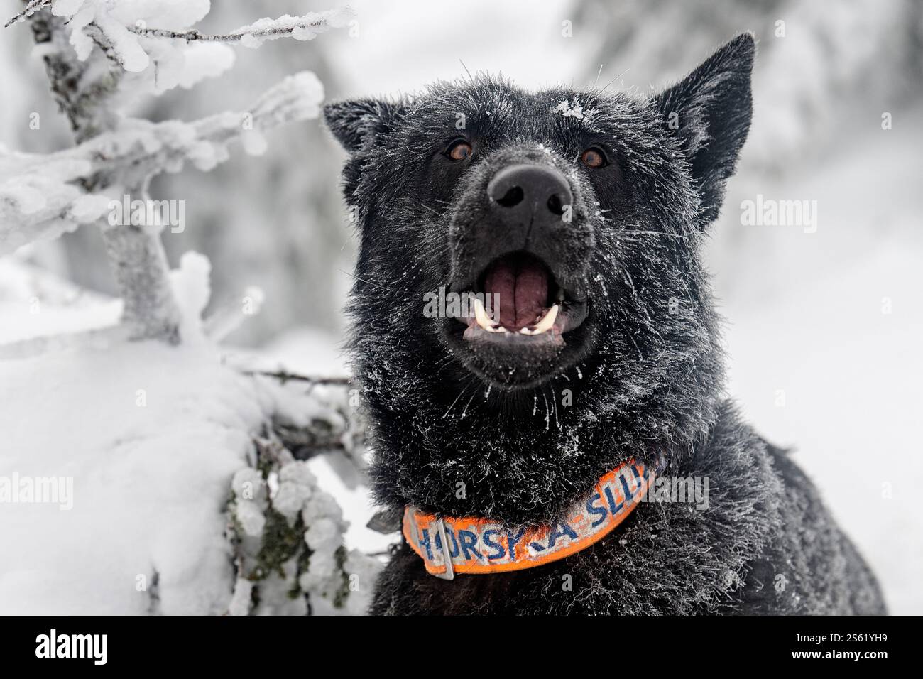 Pec Pod Snezkou, Czech Republic. 15th Jan, 2025. Avalanche rescue dogs ...