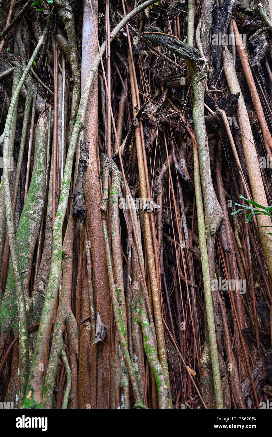 Close-up view of vines tightly wrap around trees in the rainforest of ...