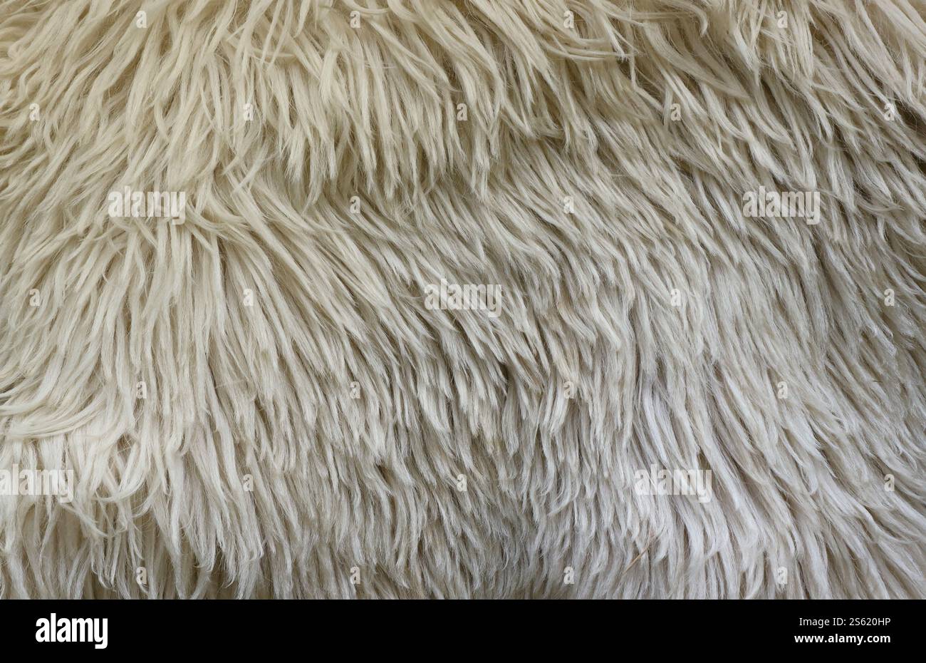 Sheep fur texture, white or gray animal patterns for nature background ...