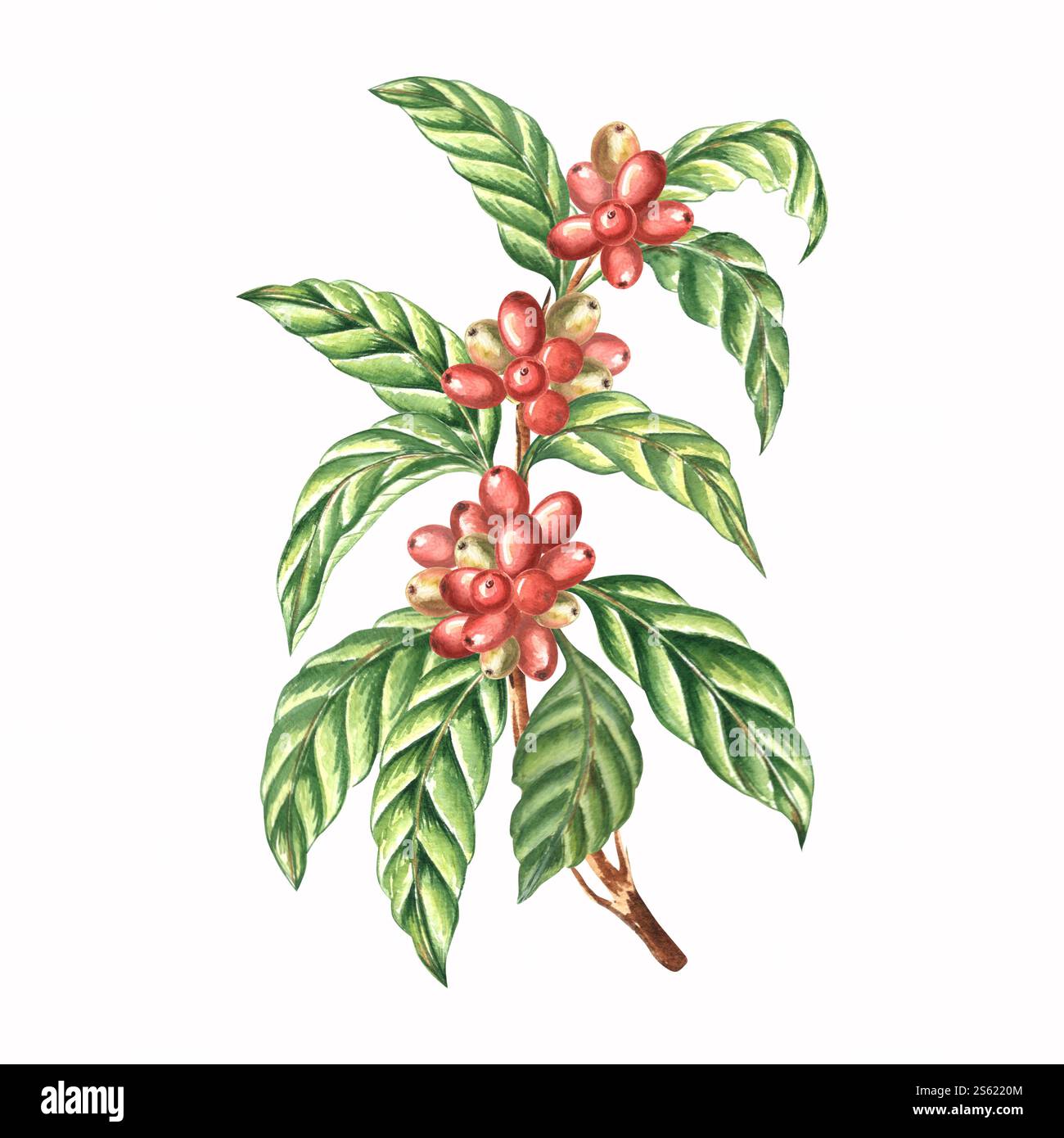 Coffee tree branch with leaves and red berries. Composition of ...