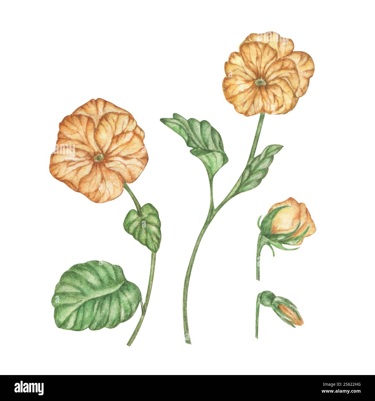 Watercolor drawing of yellow violets, botanical illustration of spring ...