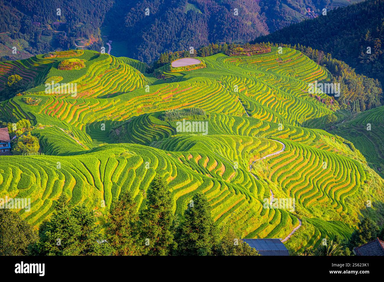 The Longsheng Rice Terraces (Dragon's Backbone) also known as Longji ...