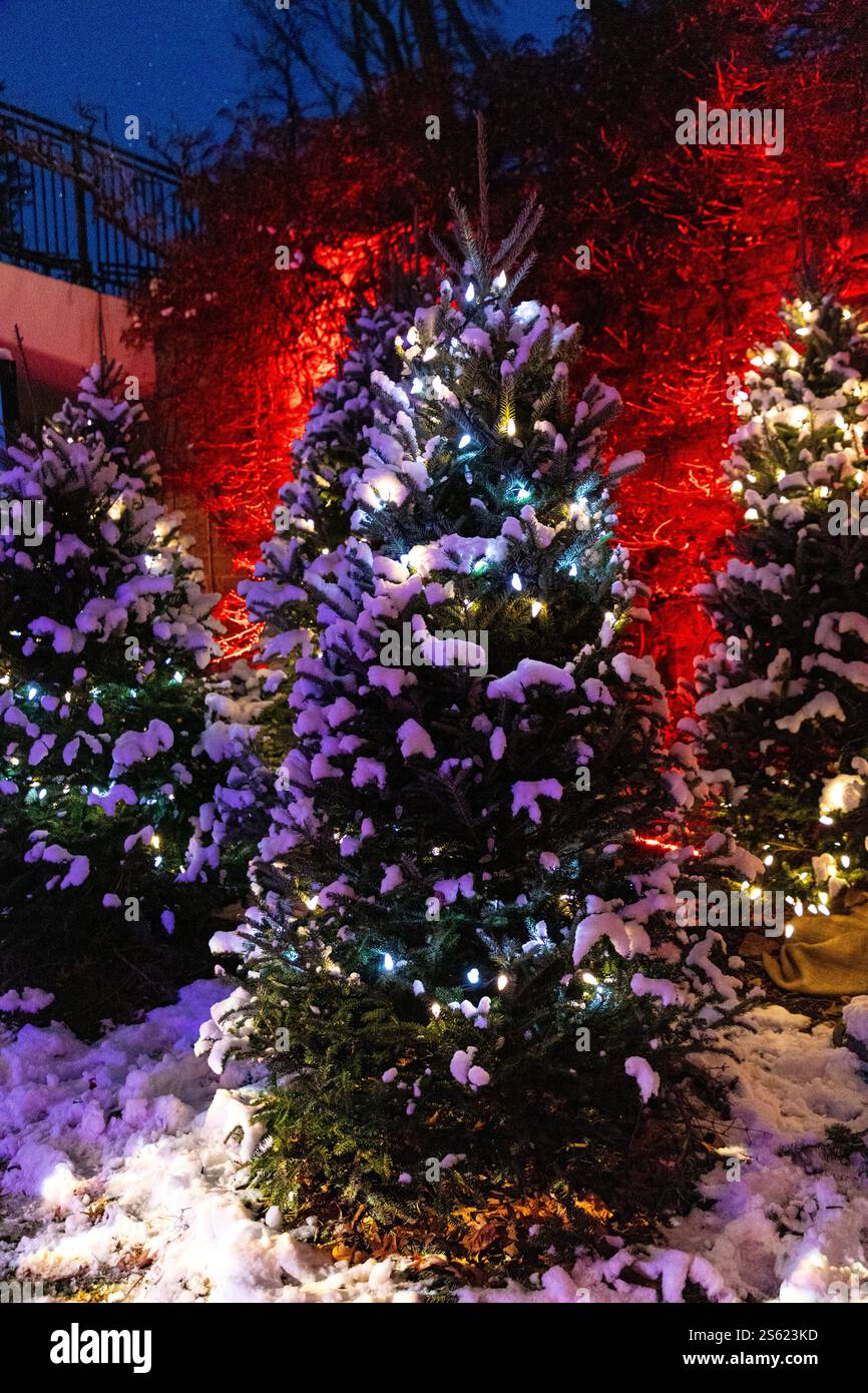 Christmas trees at Royal Botanical Gardens. Burlington Ontario Canada ...