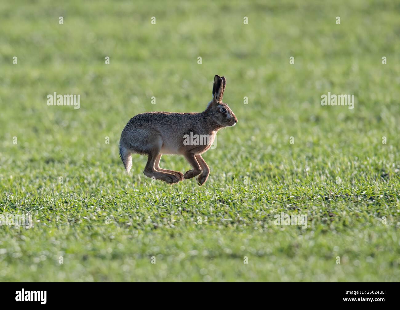 A close up shot of a wild Brown Hare( Lepus europaeus) leaping and ...