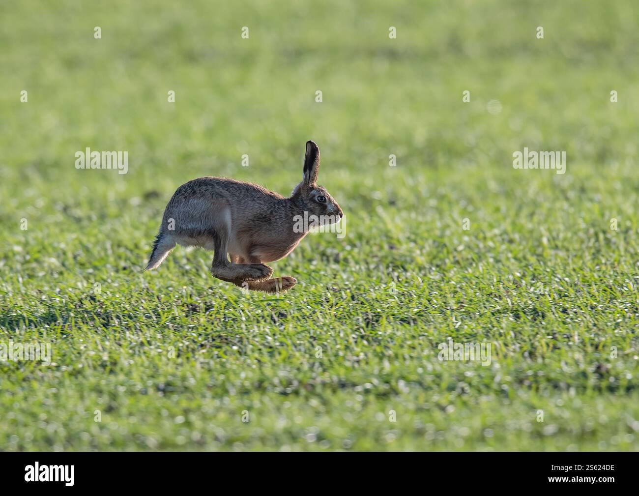 A close up shot of a wild Brown Hare( Lepus europaeus) leaping and ...
