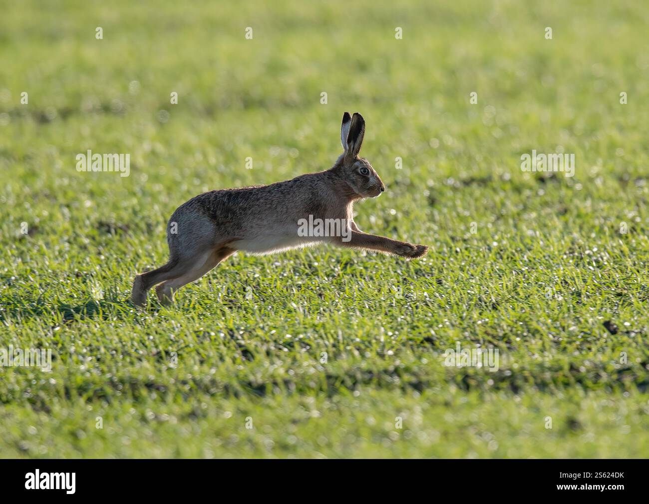 A close up shot of a wild Brown Hare( Lepus europaeus) running across the farmers wheat showing ...