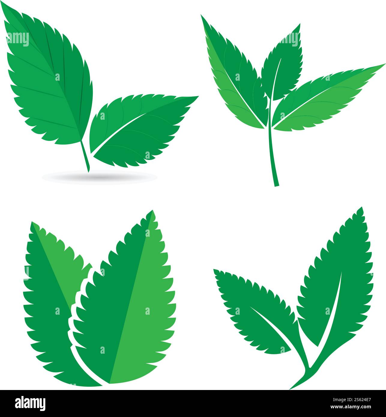 mint leaf logo template design Stock Vector Image & Art - Alamy