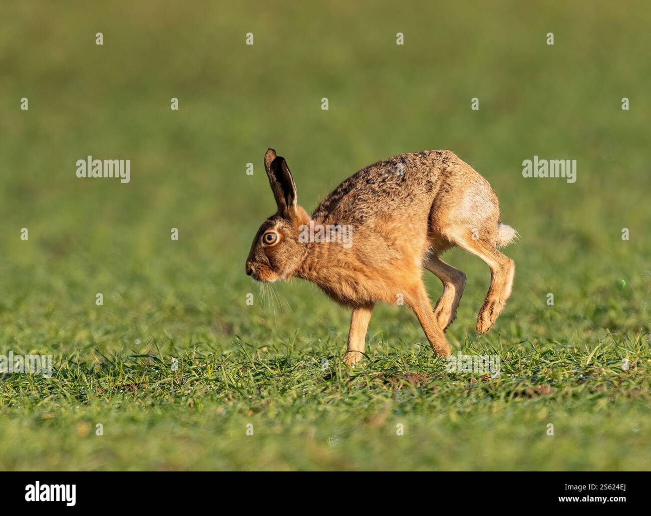 A close up shot of a wild Brown Hare( Lepus europaeus) running across the farmers wheat showing ...